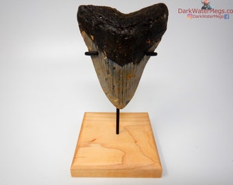Real Megalodon Shark Tooth Fossil With Stand Diver Direct - Etsy
