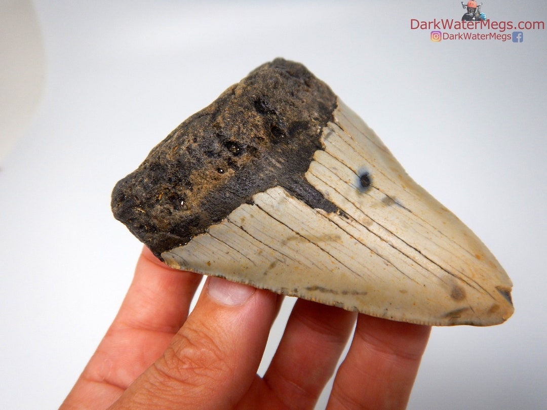 Real Megalodon Shark Tooth Fossil - Diver Direct - Fossilized Meg Tooth ...