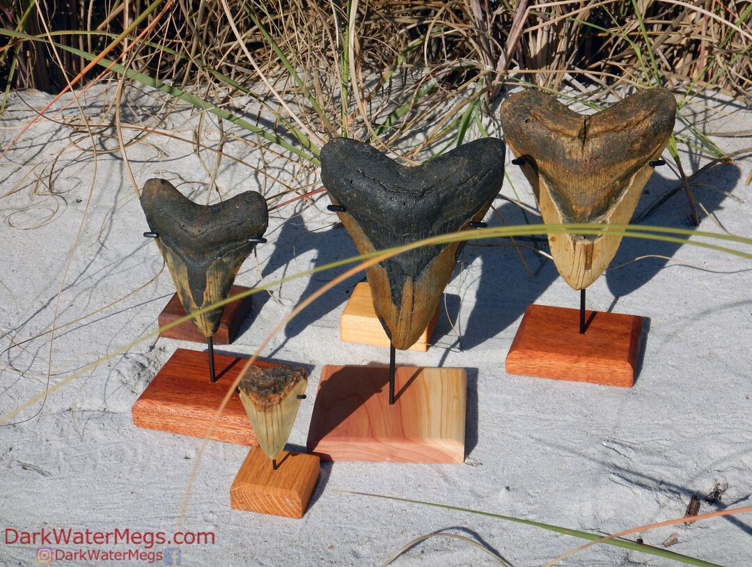 Meg Shark Tooth Stand - Welded Metal Bracket on a Wood Base to Show off ...