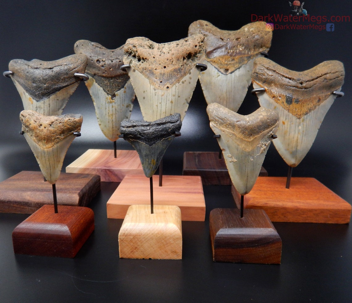 Shark Tooth Stand. Powder Coated Metal and Wood for Displaying - Etsy