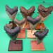 Meg Tooth Stand. Wood and Metal Elegant and Sturdy Mount for Displaying ...