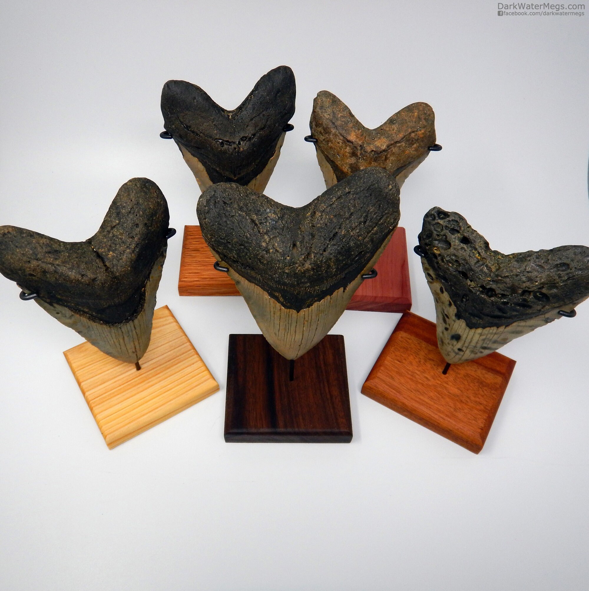 Meg Tooth Stands Custom Metal Bracket on a Wood Base to | Etsy