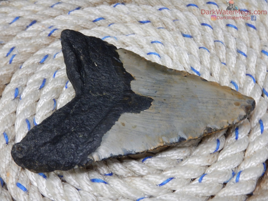 Real Megalodon Shark Tooth Fossil - Diver Direct Authentic Meg - Rare ...