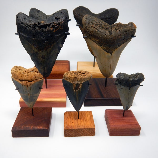 Shark Tooth Display - Etsy