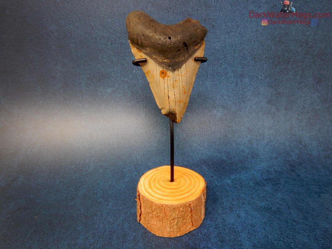 Authentic Megalodon Shark Tooth Fossil With Custom Stand - Diver ...