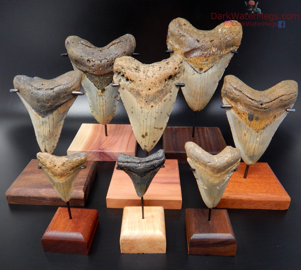 Shark Tooth Stand. Powder Coated Metal and Wood for Displaying - Etsy