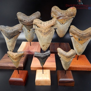 Shark Tooth Stand. Powder Coated Metal and Wood for Displaying a ...