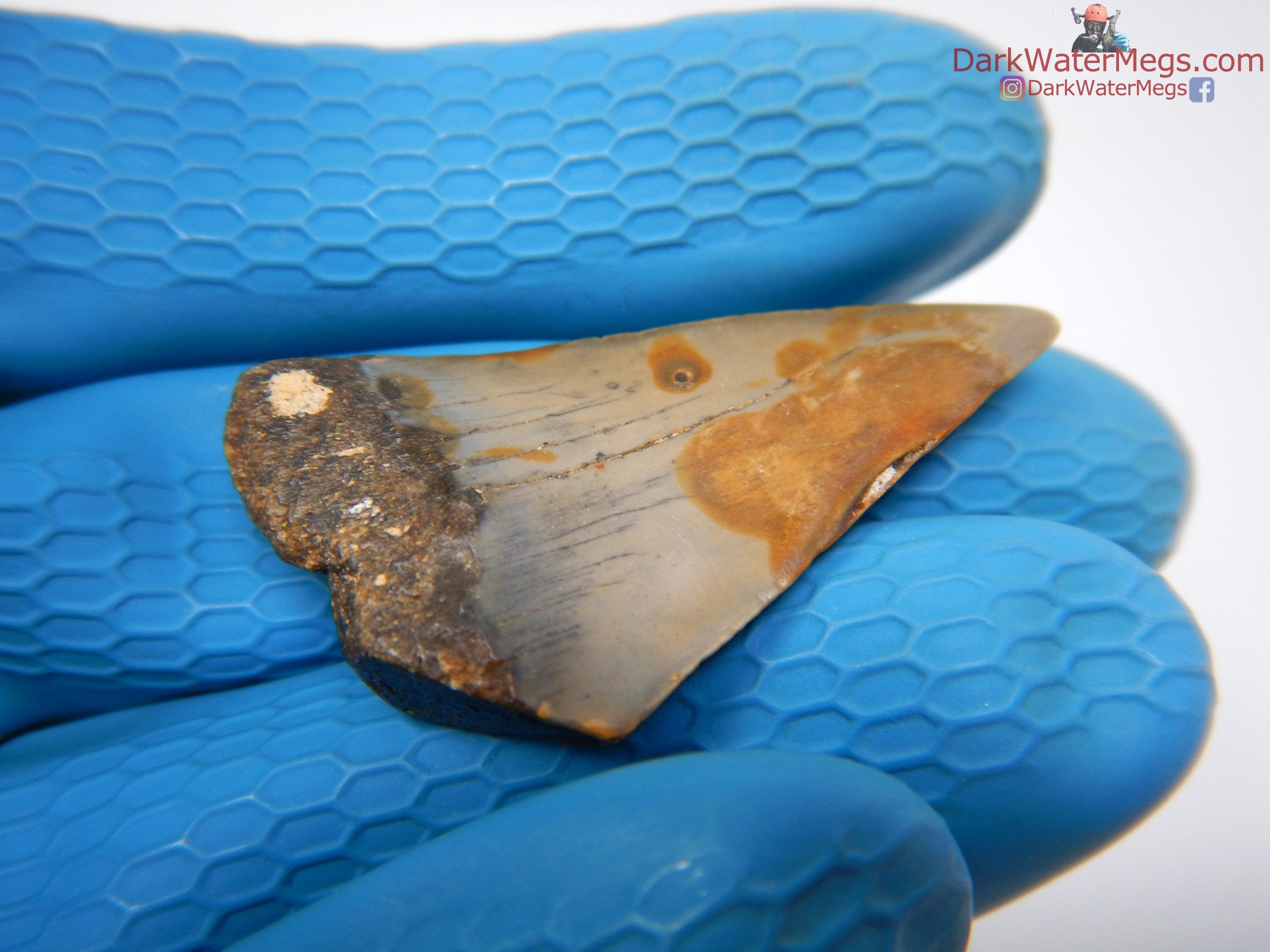 Real Mako Shark Fossil Diver Direct Fossilized Mako Tooth | Etsy