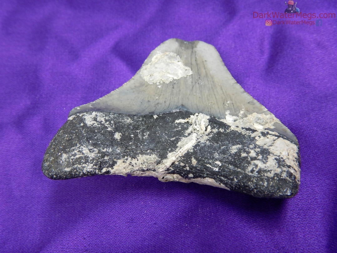 Real Megalodon Shark Tooth Fossil - Diver Direct Authentic Meg - Rare ...