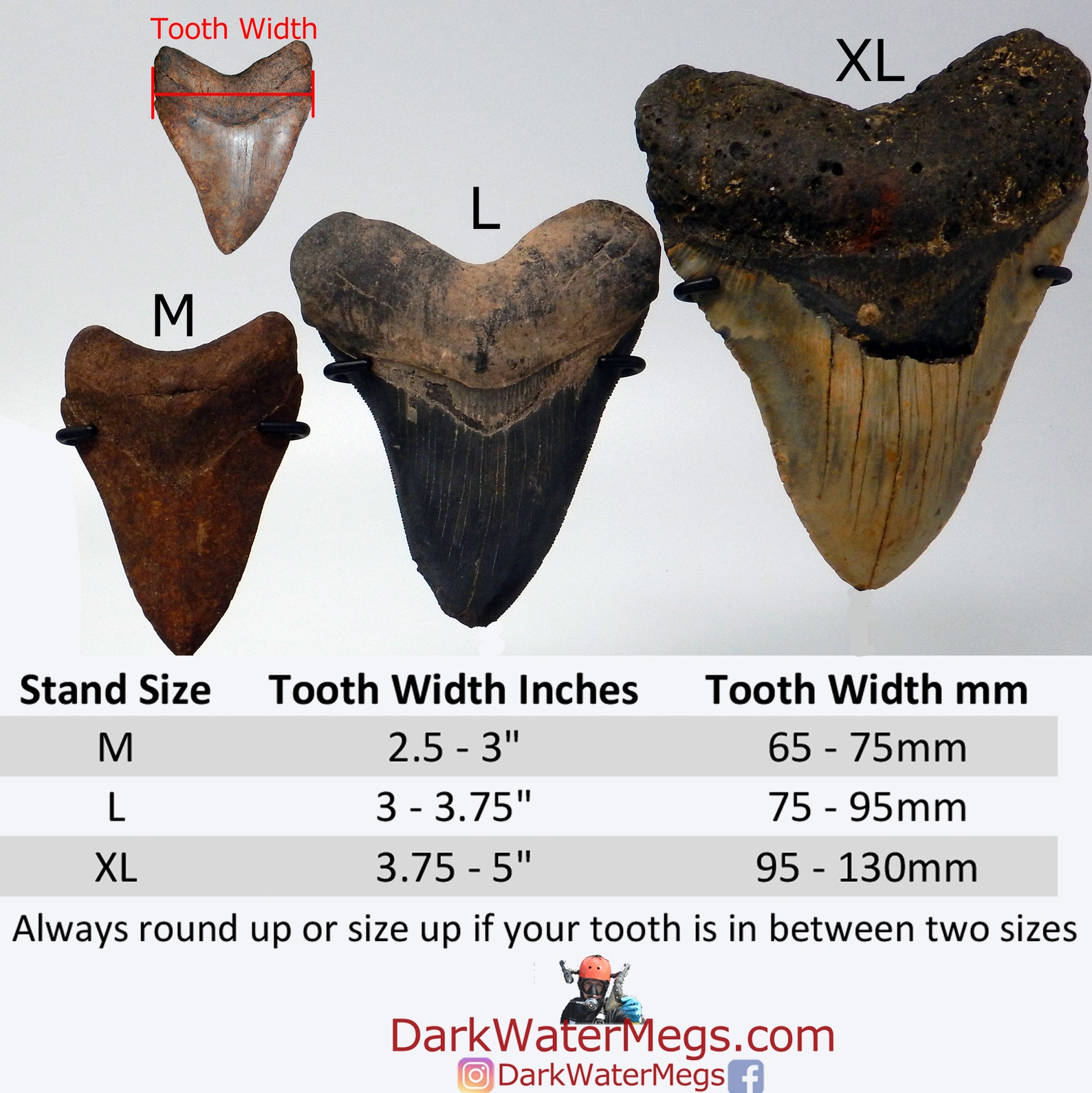 Wall Mount Kit for Megalodon Teeth - Display Stand for Use on Wall to ...