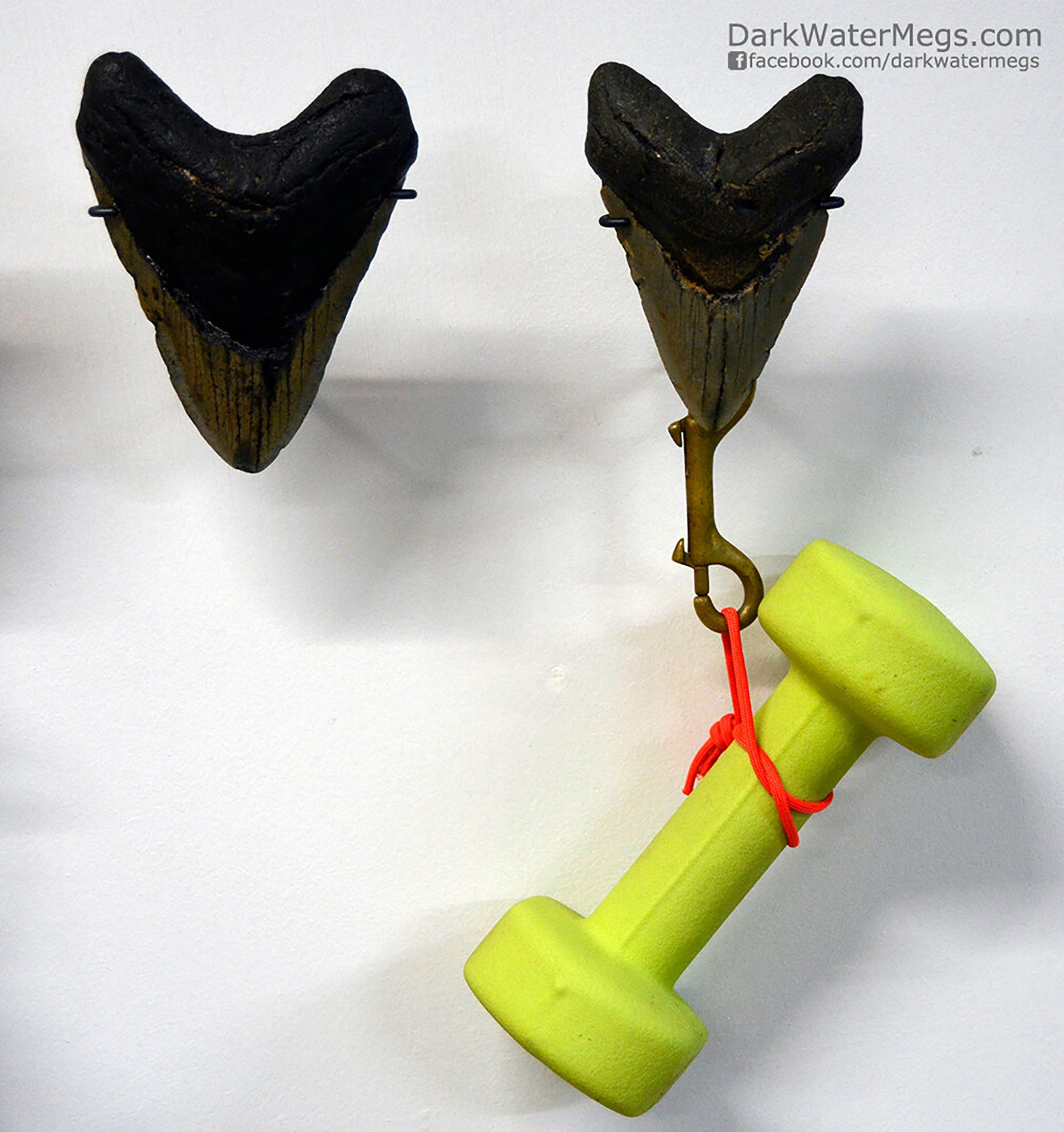 Wall Mount Kit for Megalodon Teeth - Display Stand for Use on Wall to ...