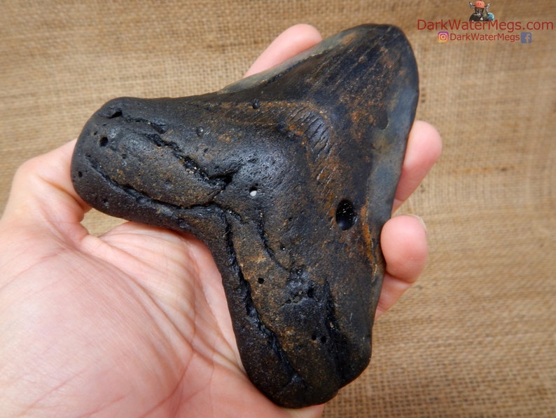 Giant Real Megalodon Shark Tooth Fossil With Stand - Diver Direct ...
