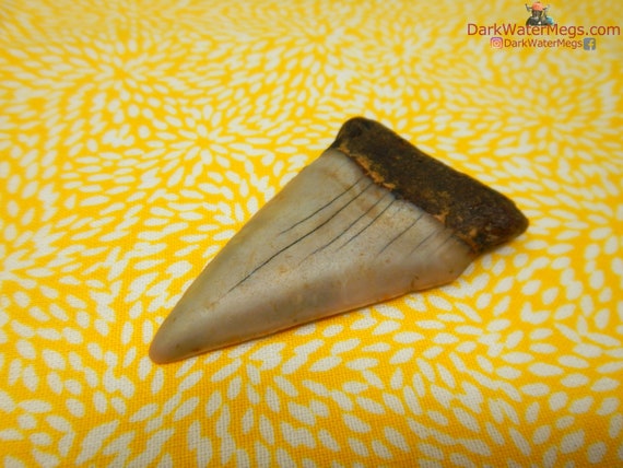 Real Mako Shark Fossil Diver Direct Fossilized Mako Tooth | Etsy