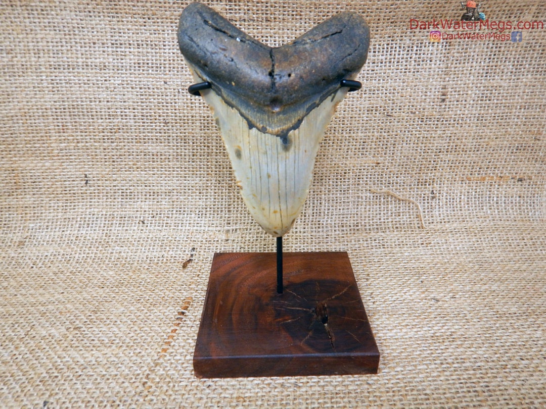 Giant Real Megalodon Shark Tooth Fossil With Stand - Diver Direct ...