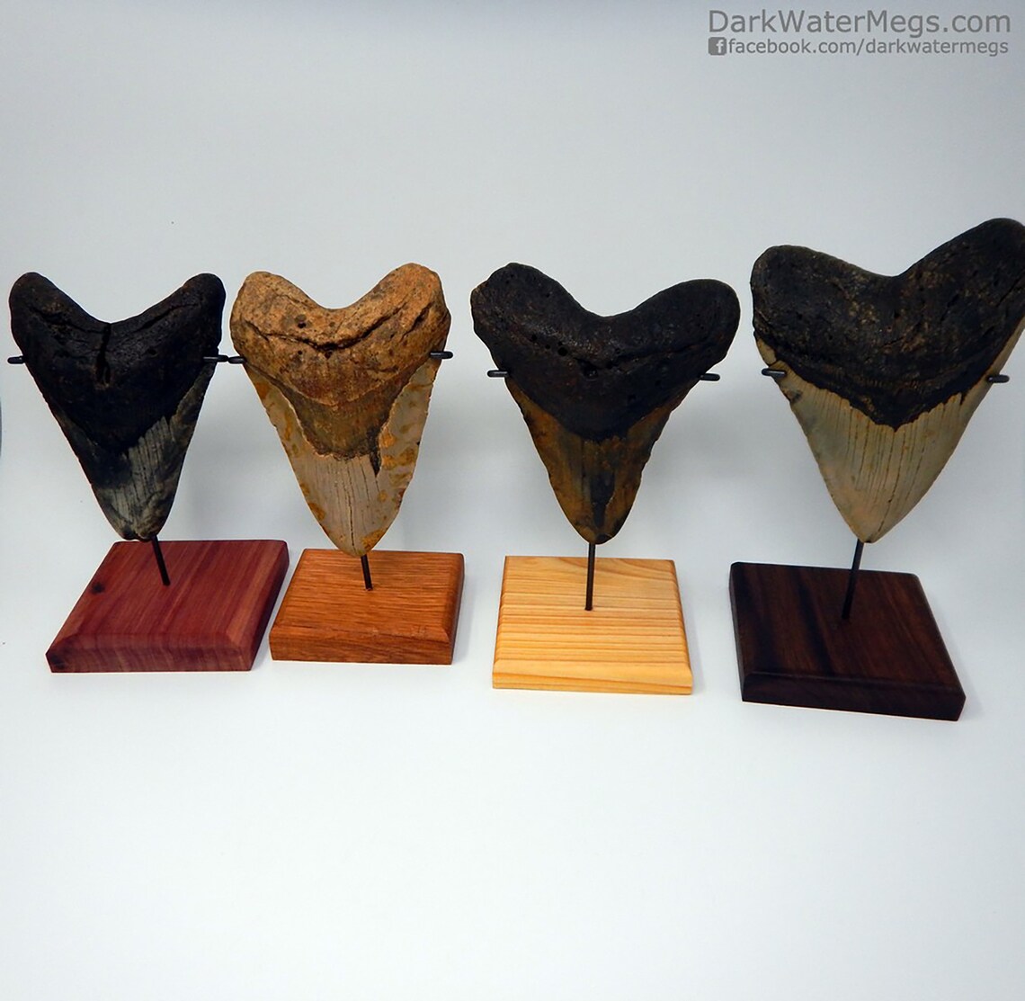 Large Megalodon Shark Tooth Stand Shark Teeth Stand Custom - Etsy