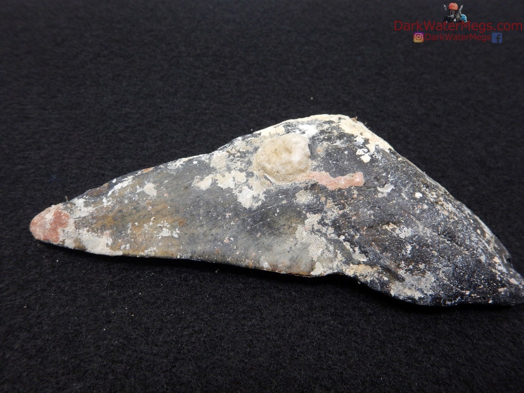 Real Megalodon Shark Tooth Fossil - Fossilized Meg Tooth -4.99" Long ...