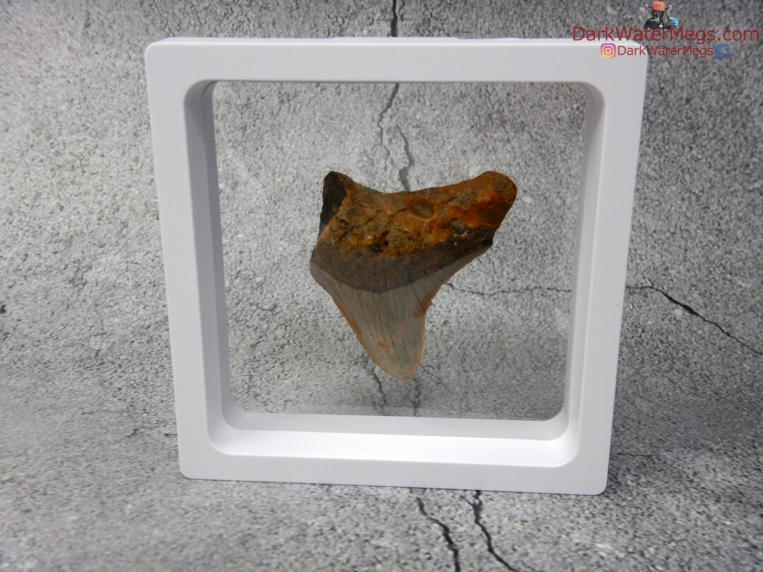 Real Baby Megalodon Shark Tooth Fossil With Included Stand - Diver ...