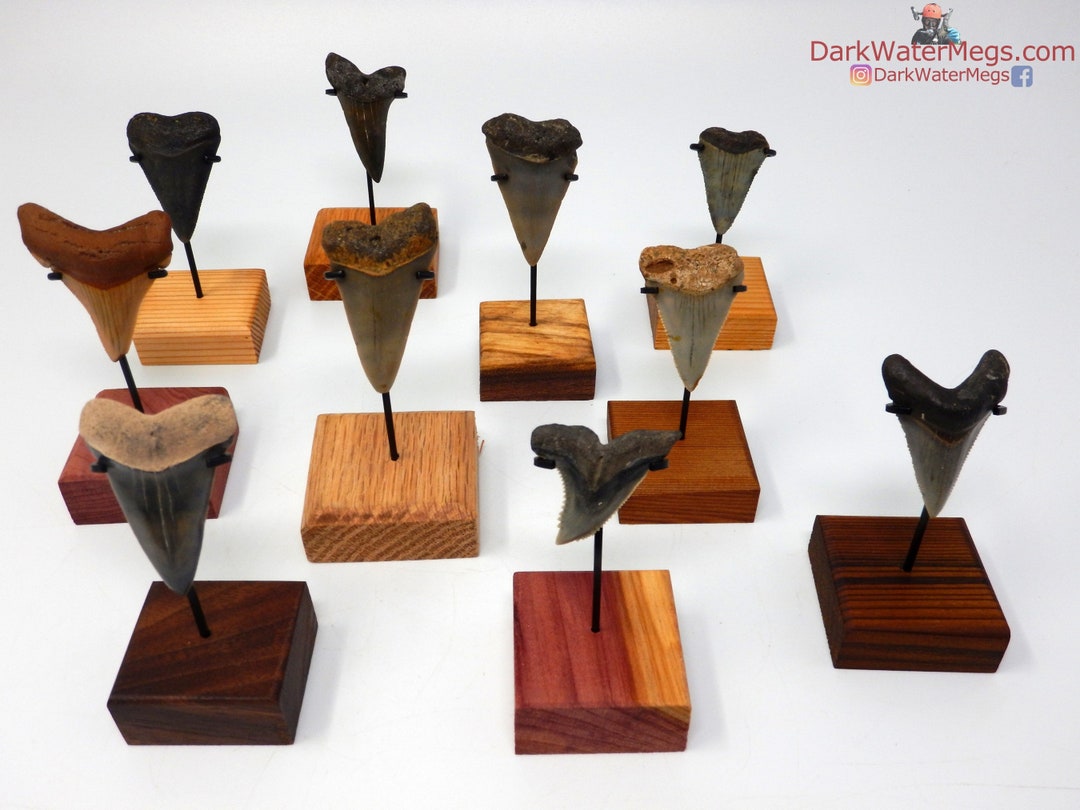 Extra Small Megalodon Shark Tooth Stand - Shark Tooth Stand Custom ...