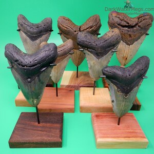 Meg Tooth Stand. Wood and Metal Elegant and Sturdy Mount for Displaying ...