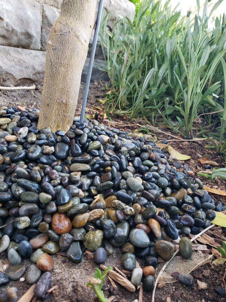 Mexican Beach Pebbles Mix. River Rock Aquarium Substrate Great - Etsy