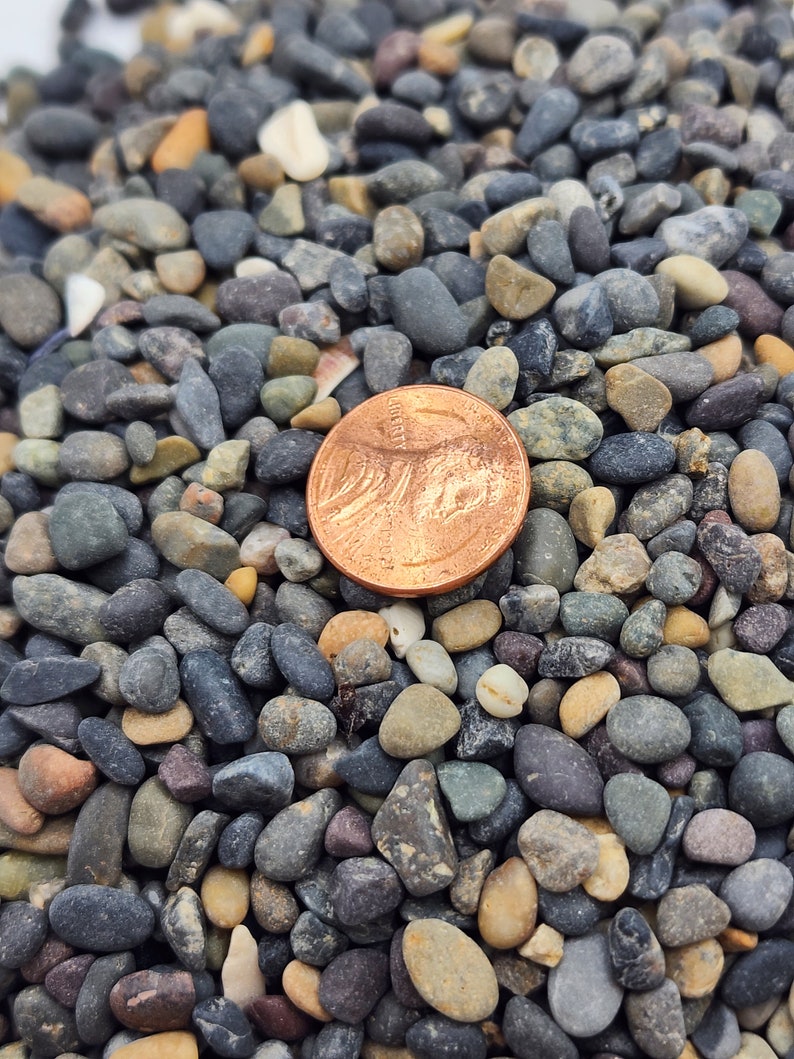 Mexican Beach Pebbles: 1/8" Terrarium, Succulent & Aquarium Substrate ...