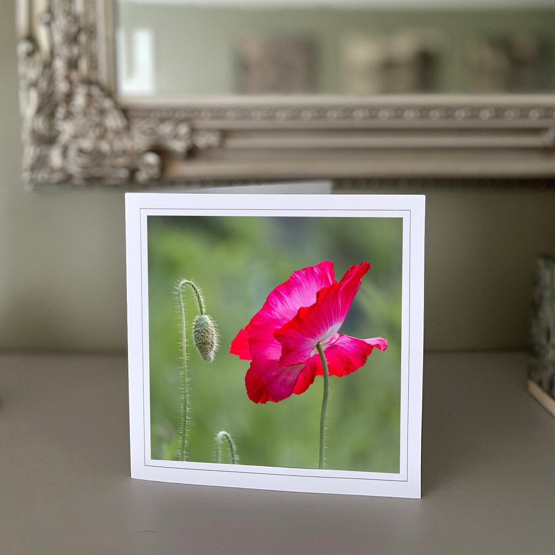 Poppy Greetings Card - Blank Greetings Card - Flower Card - Nature Card ...