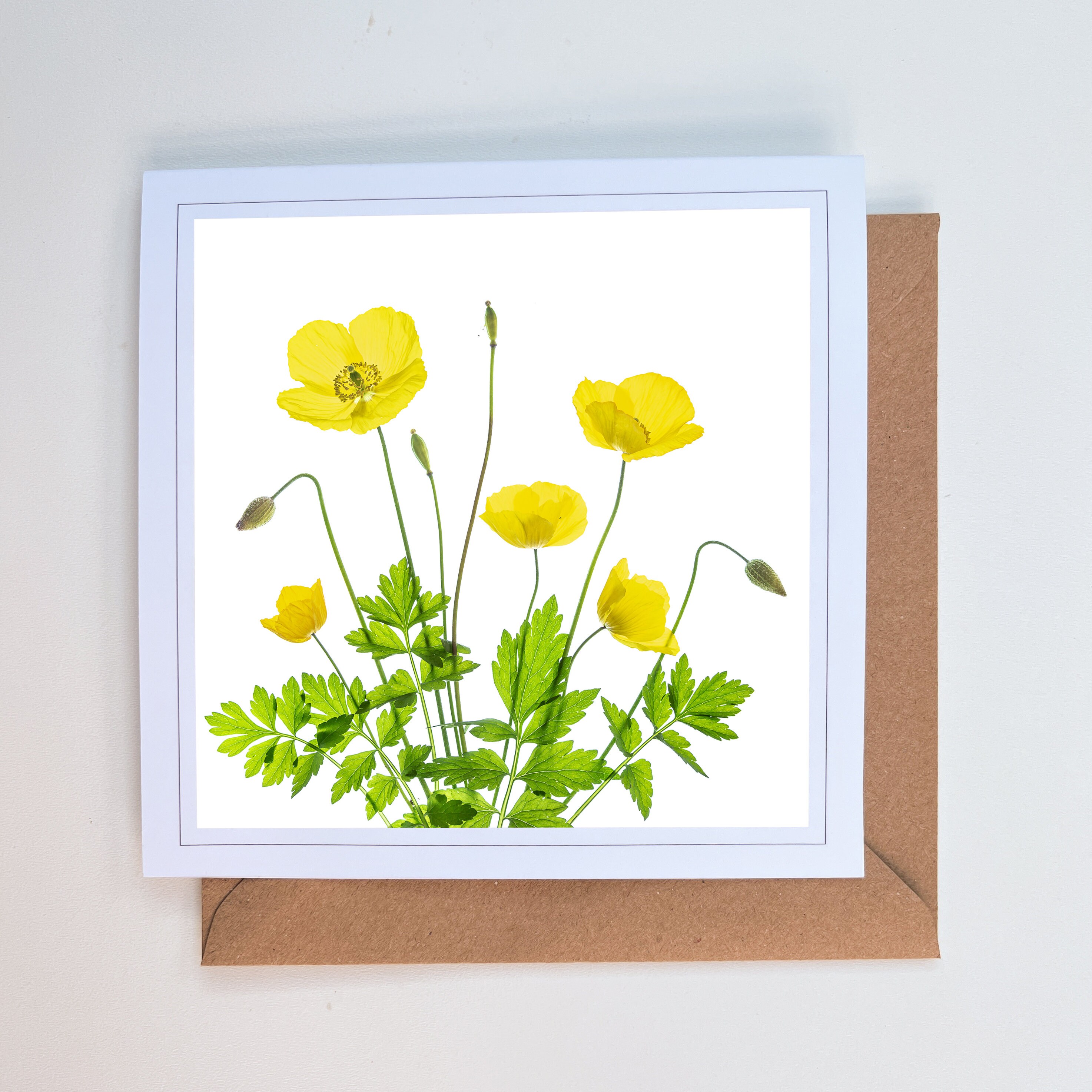Poppy Greetings Card Blank Greetings Card Flower Card Nature Card Fine ...