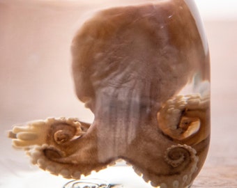 Preserved Octopus - Etsy