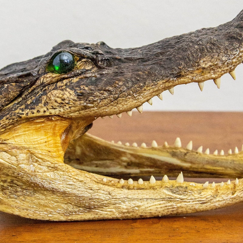 Alligator Heads - Etsy