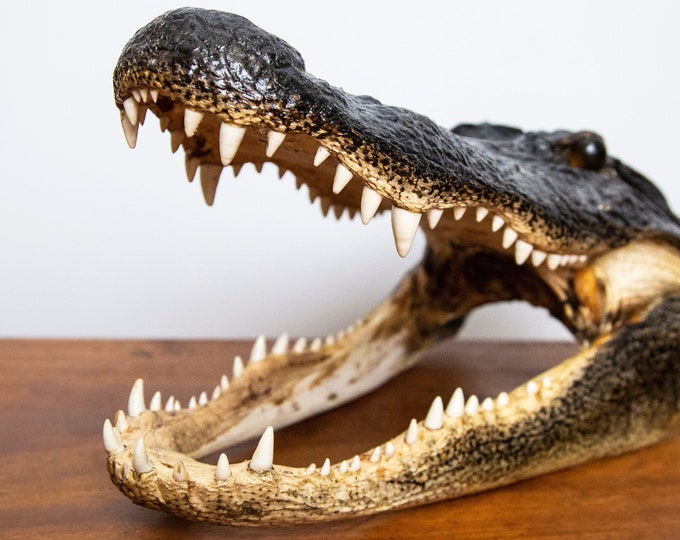 HUGE Real Alligator Head Taxidermy - Preserved Head From Alligator - Etsy