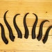 Real Springbok Horns - Large Horns From Springbok Skull - Etsy