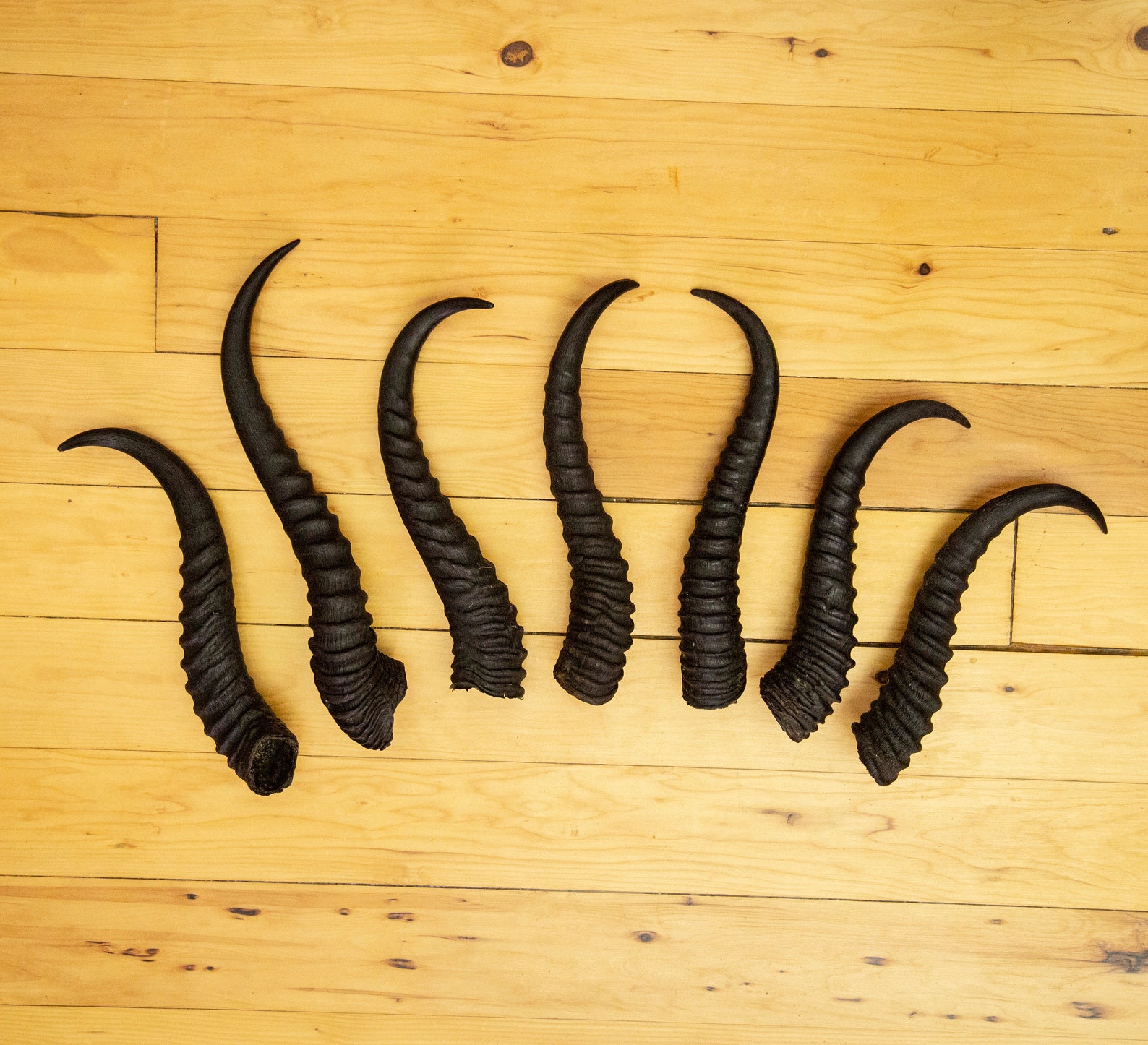 Real Springbok Horns Large Horns From Springbok Skull | Etsy