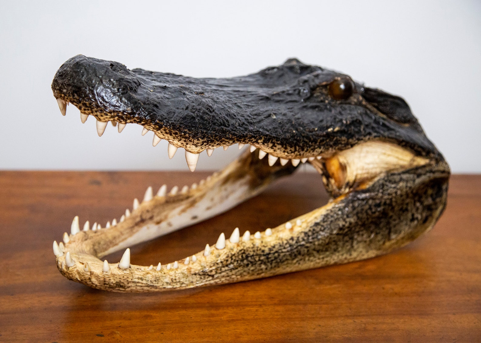 Real Alligator Head Taxidermy Alligator - Etsy