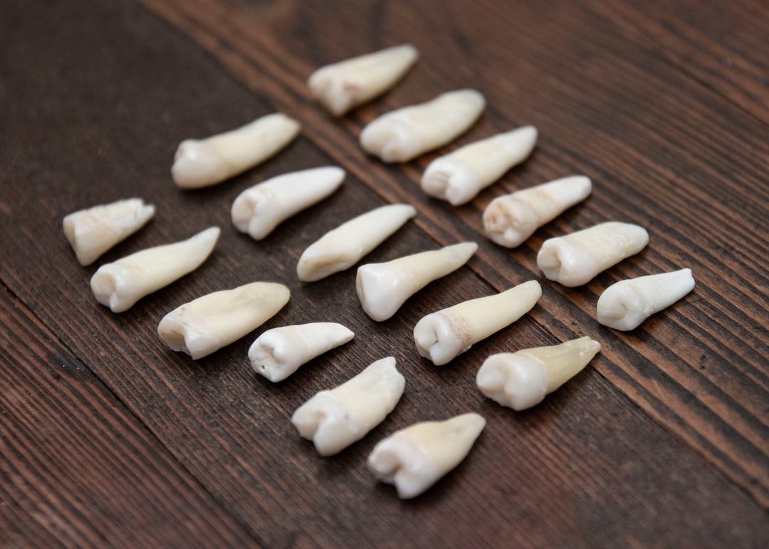 Real Human Teeth Human Pre Molars and Assorted Tooth - Etsy