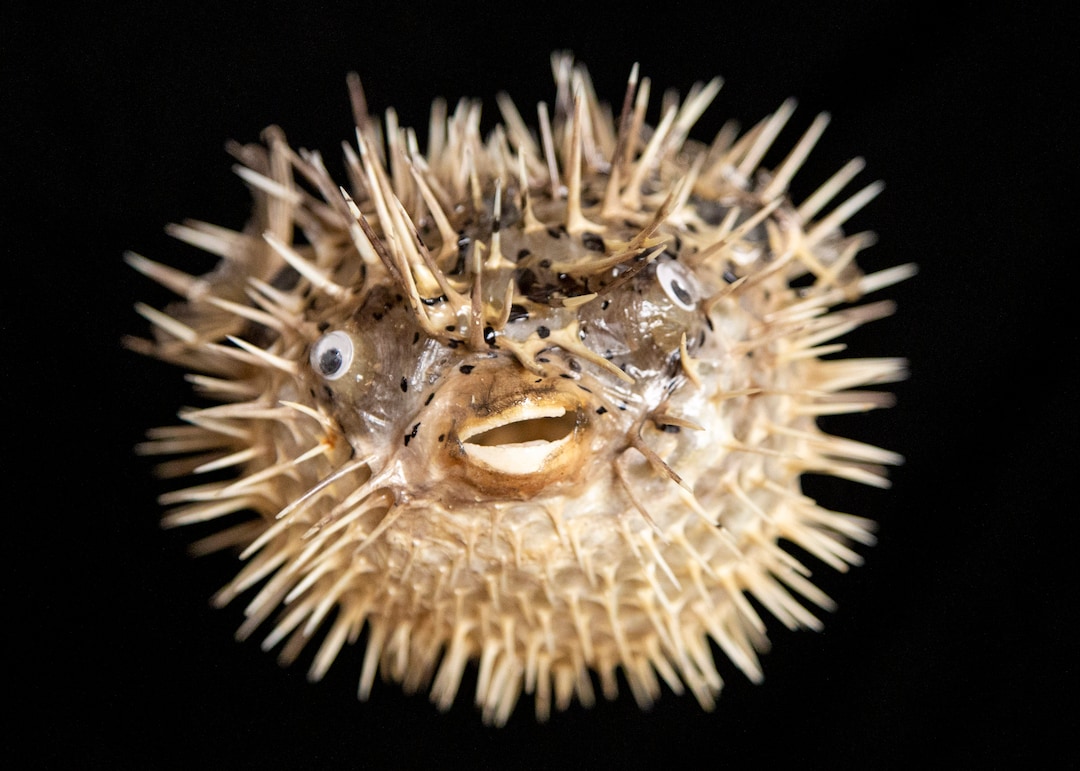Large Blow Fish Taxidermy - Preserved Hangable Puffer Fish Display - Etsy