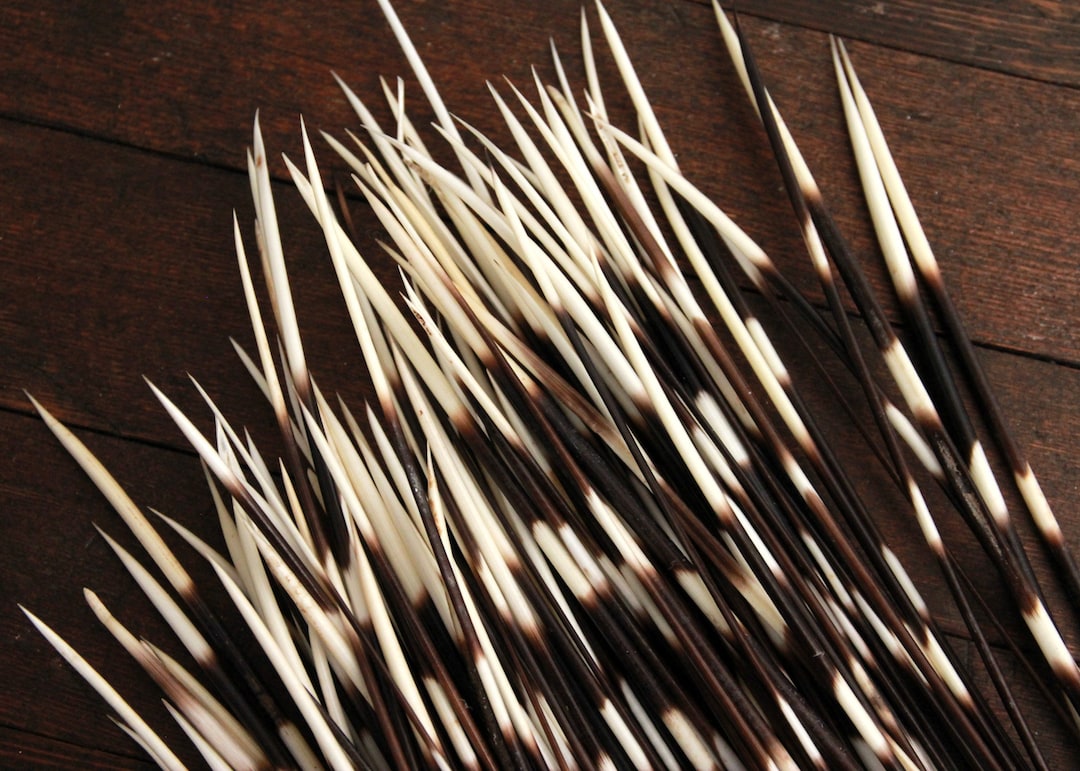 Extra Long African Porcupine Quills - Pack of 10 - Etsy