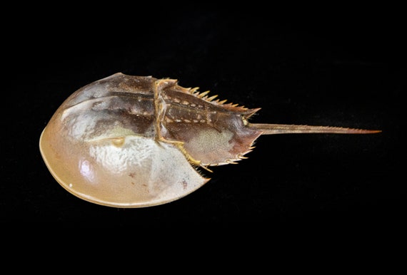 Horseshoe Crab Skeleton