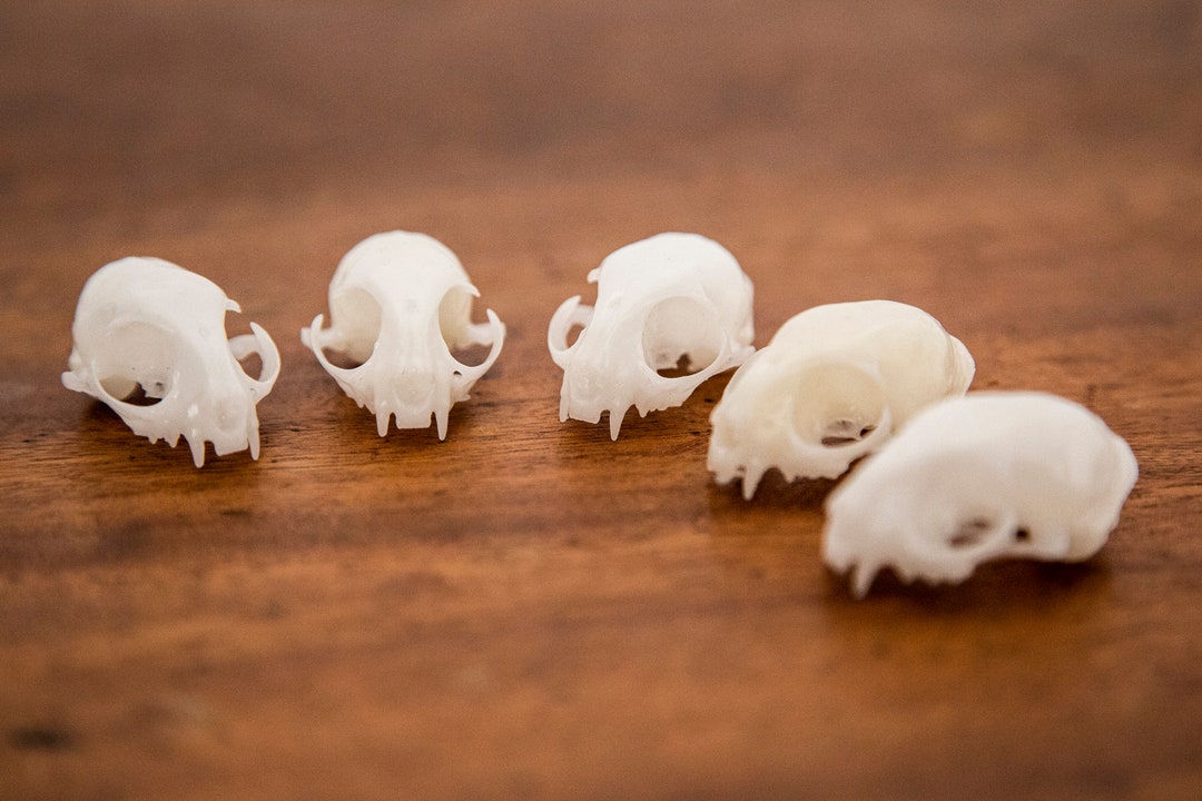 Tiny Cat Skulls - Small Resin Cat Skulls - Set of 5 - Etsy