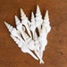 Spindle Sea Shells 10 Real Sea Snail Shells - Etsy