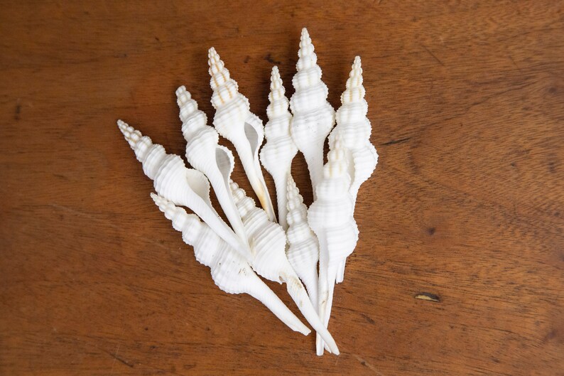 Spindle Sea Shells 10 Real Sea Snail Shells | Etsy