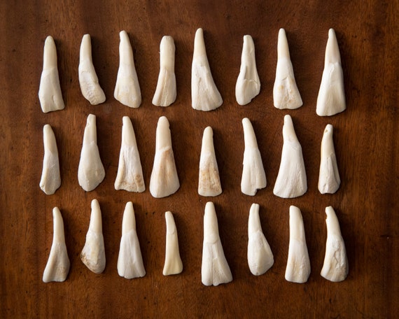 5 Real Buffalo Teeth White Buffalo Tooth for Necklace - Etsy