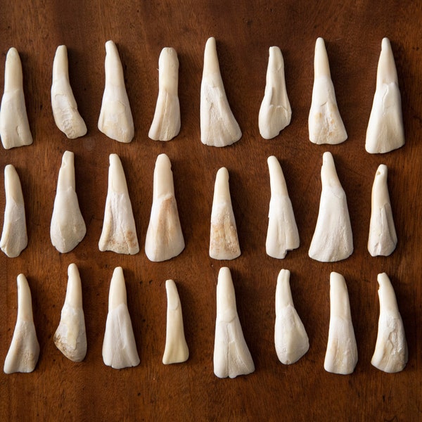 Buffalo Teeth - Etsy