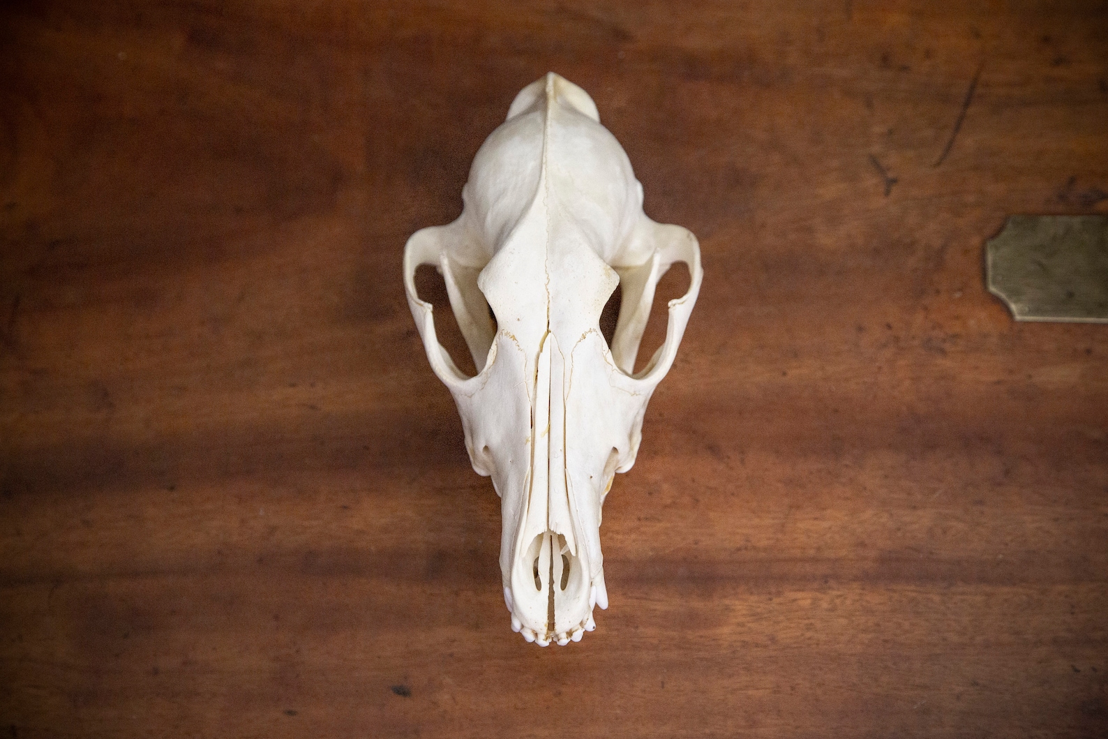 Real Coyote Skull - Etsy