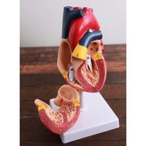 Medical Heart Model - Anatomical Human Heart - Physician's Educational ...