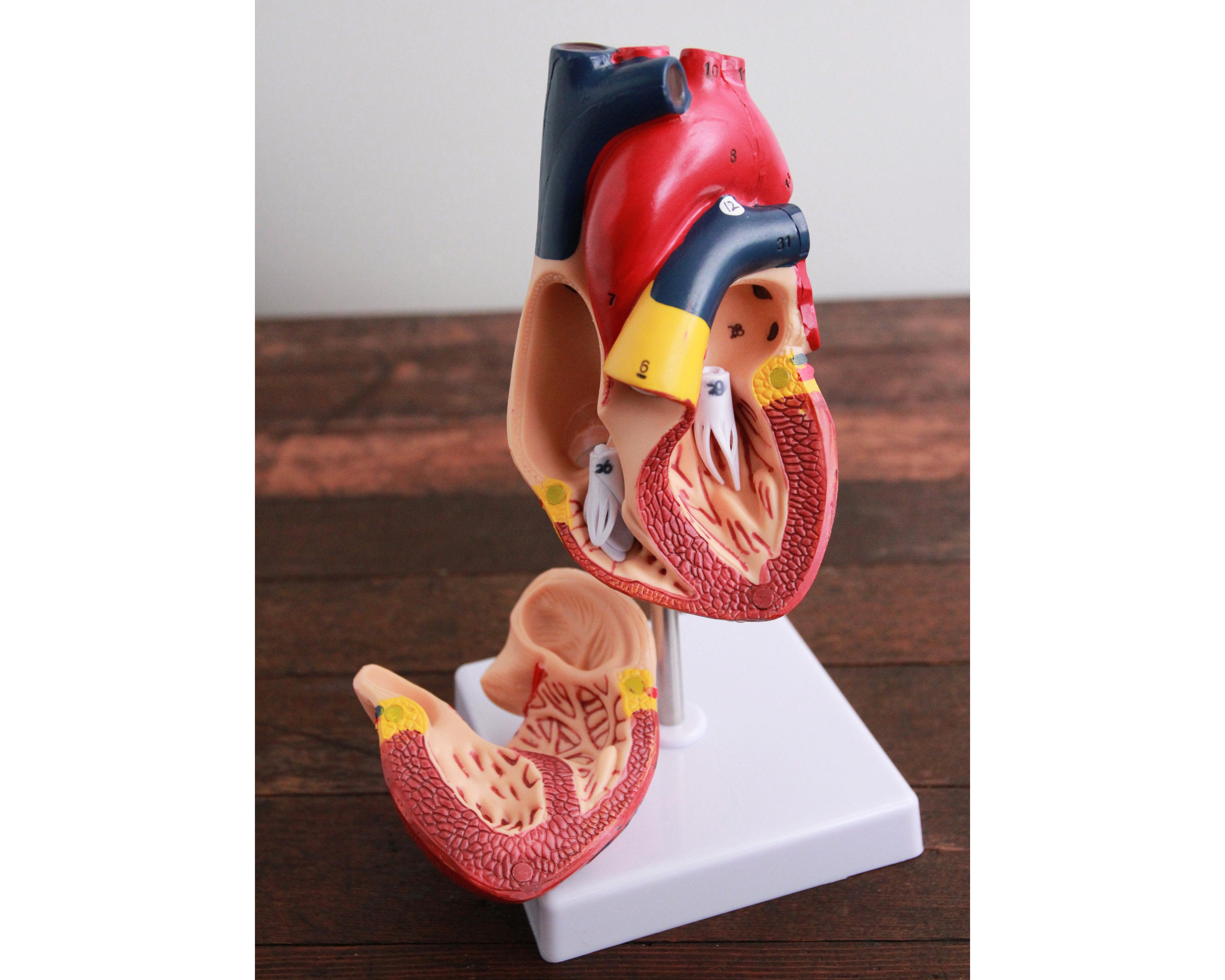 Medical Heart Model - Anatomical Human Heart - Physician's Educational ...
