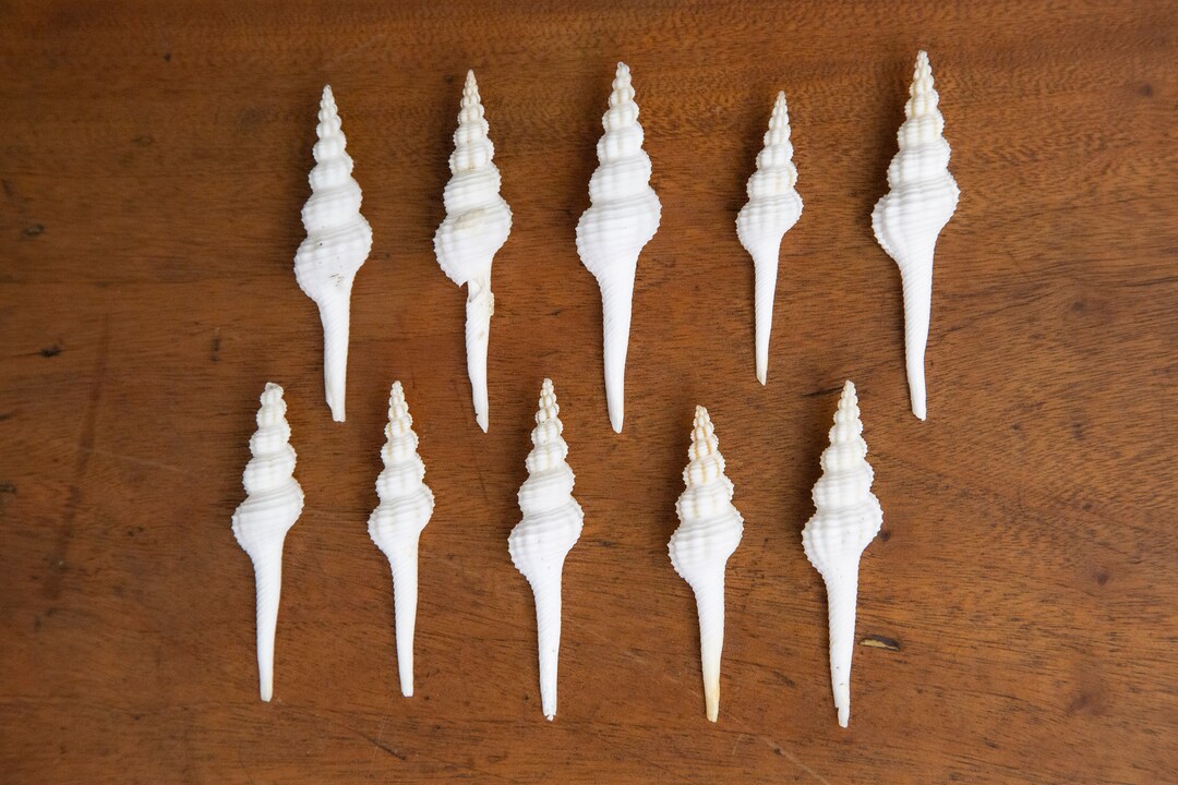 Spindle Sea Shells - 10 Real Sea Snail Shells - Etsy