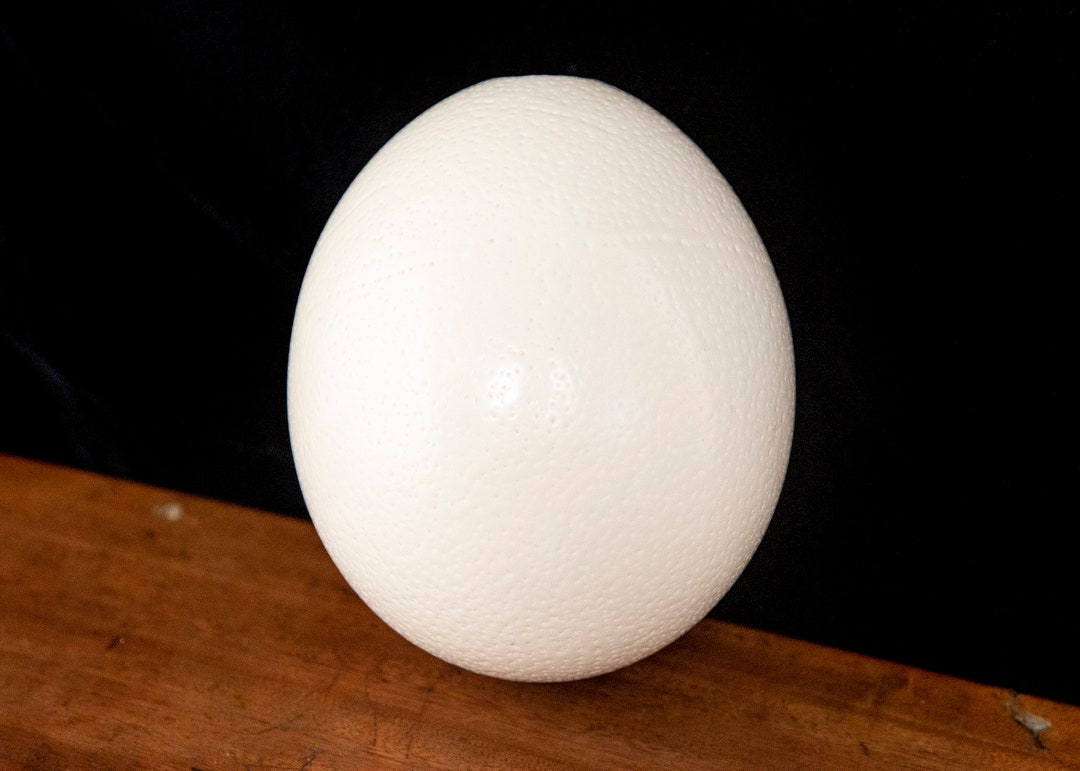 Large African Ostrich Egg Shell - Jumbo Real Ostrich Egg - Etsy