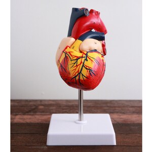Medical Heart Model - Anatomical Human Heart - Physician's Educational ...