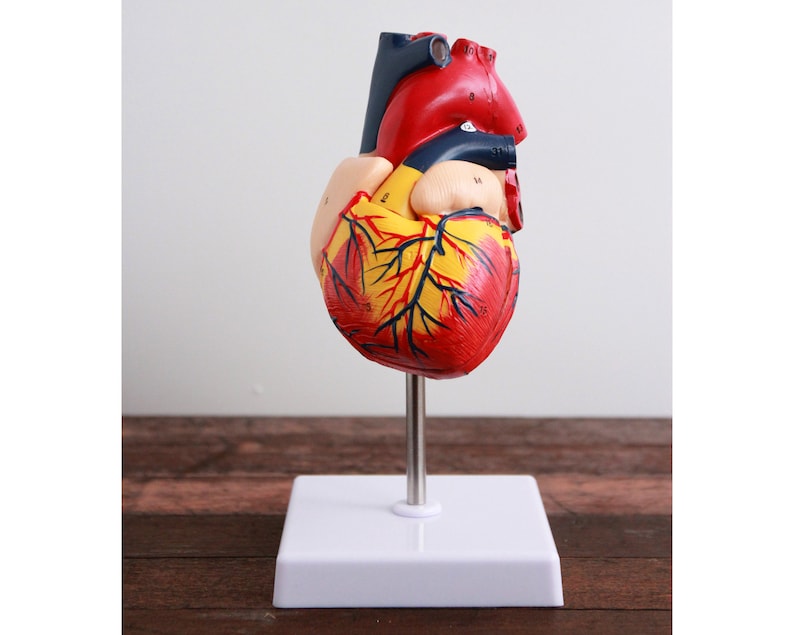 Medical Heart Model - Anatomical Human Heart - Physician's Educational ...