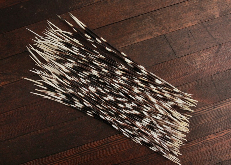 Extra Long African Porcupine Quills - Pack of 10 - Etsy